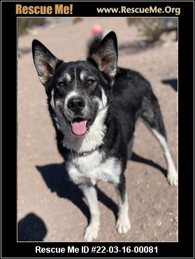 - New Mexico Dog Rescue - ADOPTIONS - Rescue Me!