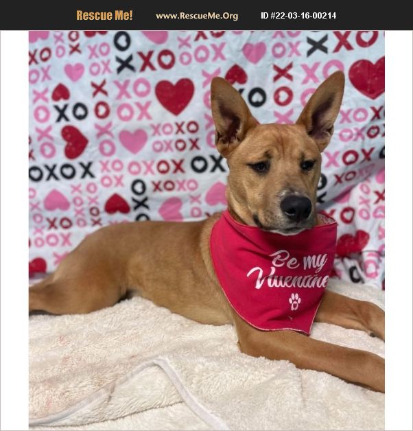 ADOPT 22031600214 ~ Lab Rescue ~ White Marsh, MD