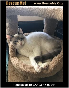 - California Siamese Rescue - ADOPTIONS - Rescue Me!