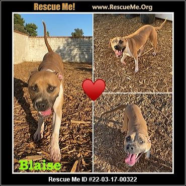 - Oregon Dog Rescue - ADOPTIONS - Rescue Me!