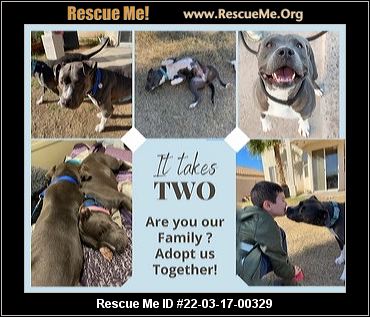 - Arizona Pit Bull Rescue - ADOPTIONS - Rescue Me!