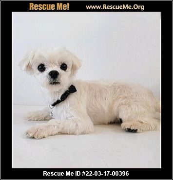 - California Maltese Rescue - ADOPTIONS - Rescue Me!
