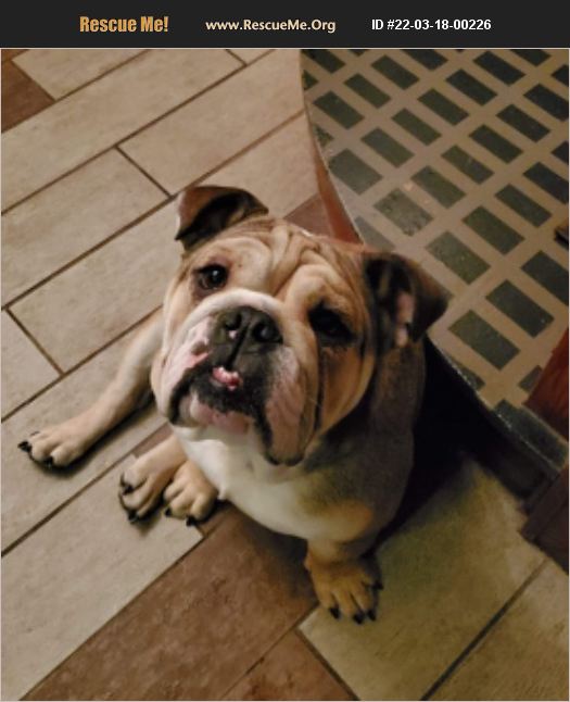 ADOPT 22031800226 ~ Bulldog Rescue ~ Peninsula, OH