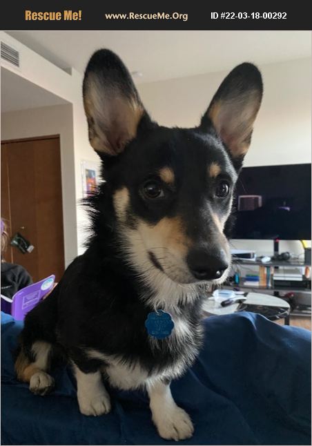 ADOPT 22031800292 ~ Corgi Rescue ~ Milwaukee, WI