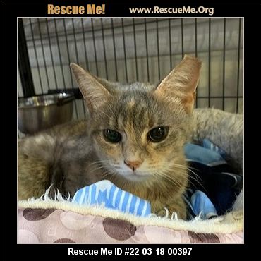 - Virginia Cat Rescue - ADOPTIONS - Rescue Me!