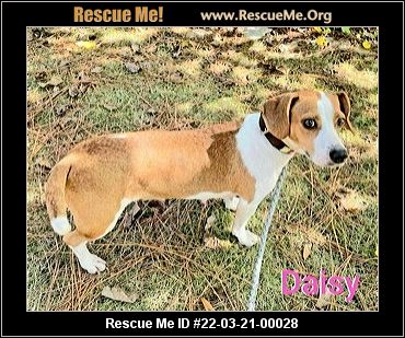 - Pennsylvania Beagle Rescue - ADOPTIONS - Rescue Me!