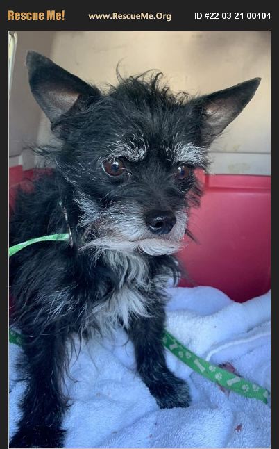 ADOPT 22032100404 ~ Affenpinscher Rescue ~ Marana, AZ