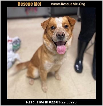 - Ohio Golden Retriever Rescue - ADOPTIONS - Rescue Me!