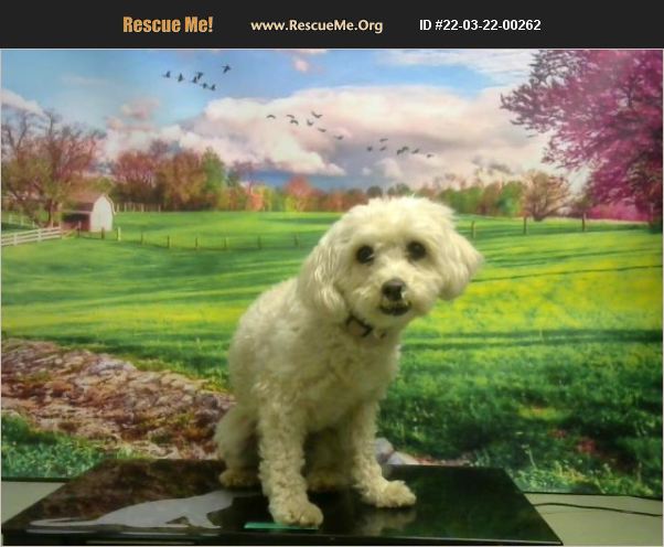ADOPT 22032200262 ~ Poodle Rescue ~ Moreno Valley, CA