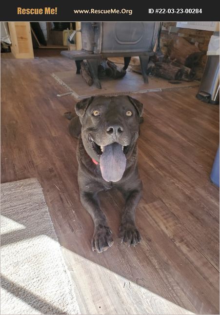 ADOPT 22032300284 ~ Staffordshire Bull Terrier Rescue ~ cave creek, AZ