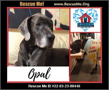 - New York Great Dane Rescue - ADOPTIONS - Rescue Me!