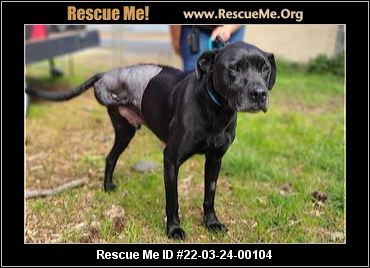 - Oregon Dog Rescue - ADOPTIONS - Rescue Me!