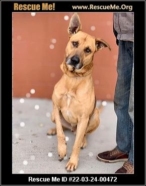 - Wisconsin Dog Rescue - ADOPTIONS - Rescue Me!