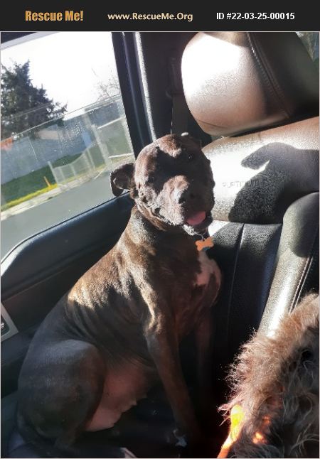 ADOPT 22032500015 ~ Pit Bull Rescue ~ Eugene, OR