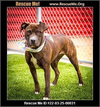 - Oklahoma Dog Rescue - ADOPTIONS - Rescue Me!