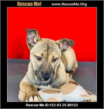 - North Carolina Dog Rescue - ADOPTIONS - Rescue Me!