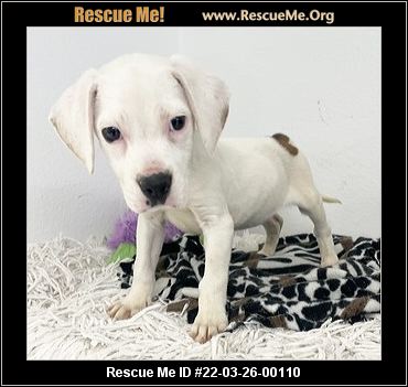 - Arizona Boxer Rescue - ADOPTIONS - Rescue Me!