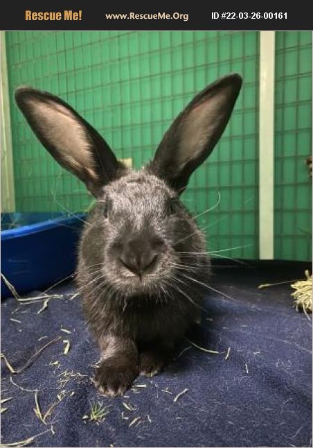 ADOPT 22032600161 ~ Rabbit Rescue ~ Oak Park, IL