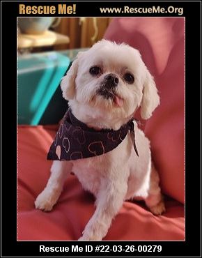 - California Maltese Rescue - ADOPTIONS - Rescue Me!