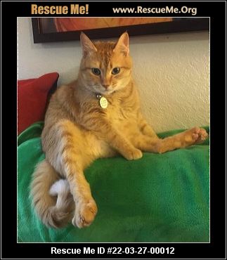 - Virginia Cat Rescue - ADOPTIONS - Rescue Me!