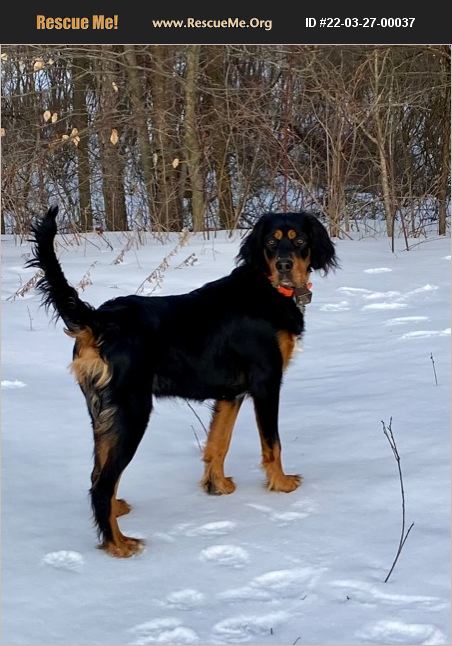 ADOPT 22032700037 ~ Gordon Setter Rescue ~ Parma, OH