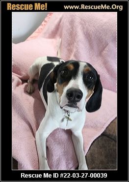 Wisconsin Dog Rescue Adoptions Rescue Me
