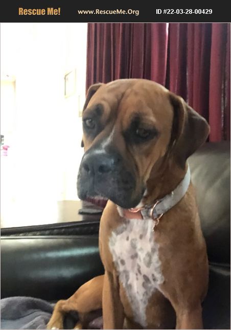 ADOPT 22032800429 ~ Boxer Rescue ~ Glendale, AZ