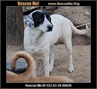 - Texas Dalmatian Rescue - ADOPTIONS - Rescue Me!