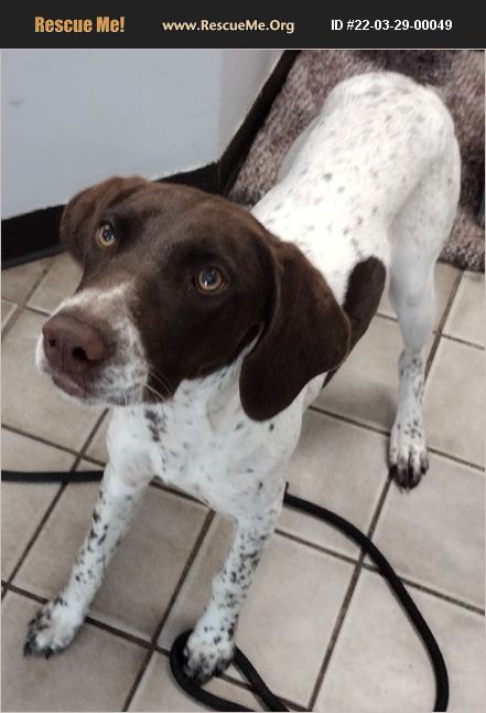 ADOPT 22032900049 ~ German Shorthaired Pointer Rescue ~ Titusville, FL