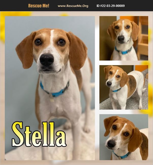 ADOPT 22032900089 ~ Beagle Rescue ~ Hatfield, PA