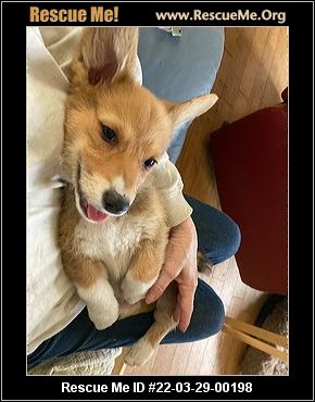 - Oregon Dog Rescue - ADOPTIONS - Rescue Me!