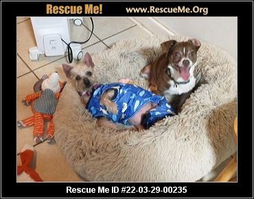 - North Carolina Dog Rescue - ADOPTIONS - Rescue Me!