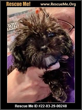 - New York Lhasa Apso Rescue - ADOPTIONS - Rescue Me!