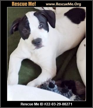 - North Carolina Dog Rescue - ADOPTIONS - Rescue Me!