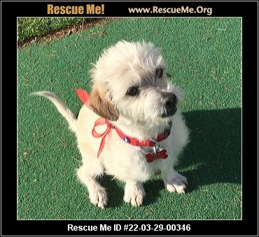 - Arizona Dog Rescue - ADOPTIONS - Rescue Me!