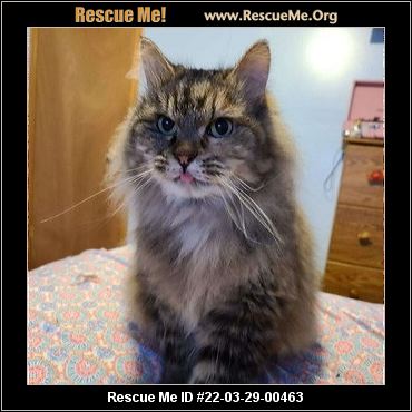 - Missouri Cat Rescue - ADOPTIONS - Rescue Me!