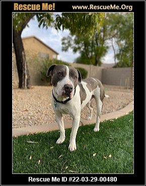 - Arizona Pit Bull Rescue - ADOPTIONS - Rescue Me!