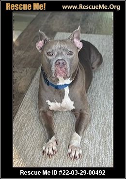 - Florida Dog Rescue - ADOPTIONS - Rescue Me!