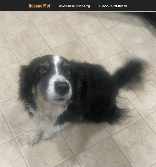 ADOPT 22032900535 ~ Border Collie Rescue ~ , FL
