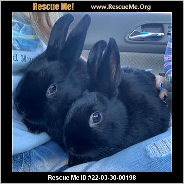 - California Rabbit Rescue - ADOPTIONS - Rescue Me!