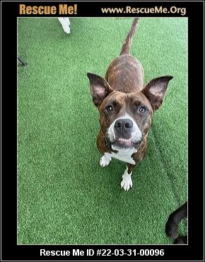 - Florida Boxer Rescue - ADOPTIONS - Rescue Me!