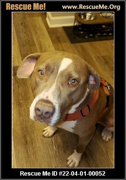 - North Carolina Dog Rescue - ADOPTIONS - Rescue Me!