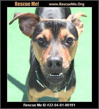 - Florida Dog Rescue - ADOPTIONS - Rescue Me!