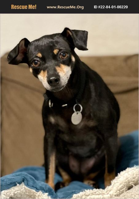 ADOPT 22040100220 ~ Miniature Pinscher Rescue ~ Los Angeles, CA
