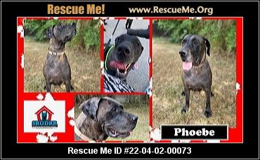 - Texas Dog Rescue - ADOPTIONS - Rescue Me!