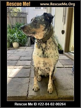 - California Border Collie Rescue - ADOPTIONS - Rescue Me!