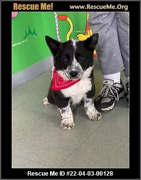 - Colorado Dog Rescue - ADOPTIONS - Rescue Me!