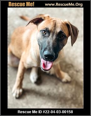 - California Dog Rescue - ADOPTIONS - Rescue Me!