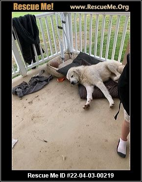 - Kentucky Dog Rescue - ADOPTIONS - Rescue Me!