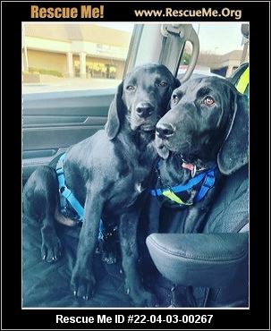 - Texas Dog Rescue - ADOPTIONS - Rescue Me!